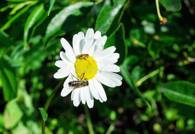 Two Bees Pollinating a Daisy Flower. Stock Image - Image of summer ...