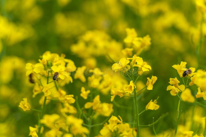 Two Bees and Rapeseed Field. Yellow Blurry Background. Macro Photo ...