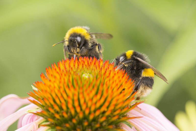 Two bees stock image. Image of plantlife, bees, wildlife - 124027327
