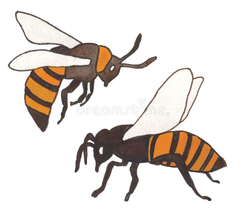 Two Bees on White Background Stock Illustration - Illustration of ...