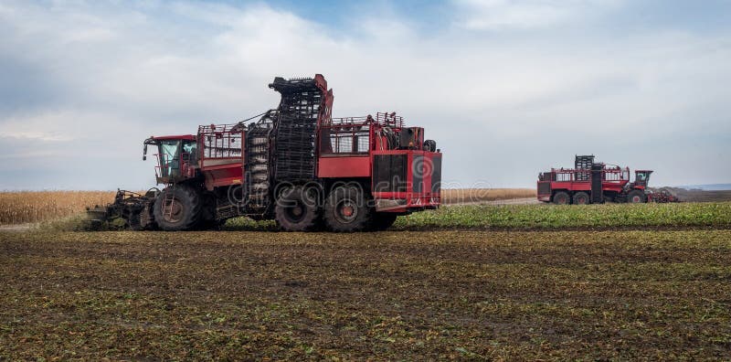 Two Beet Harvesters in the Process of Harvesting, Autumn Time Stock ...