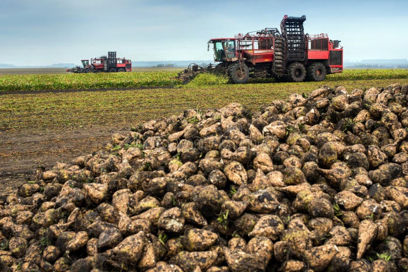 Two Beet Harvesters in the Process and Heap of Beets Stock Photo ...