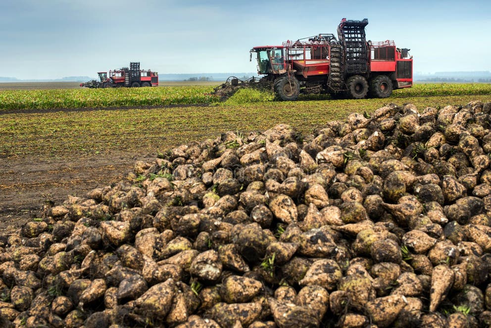 Two Beet Harvesters in the Process and Heap of Beets Stock Photo ...