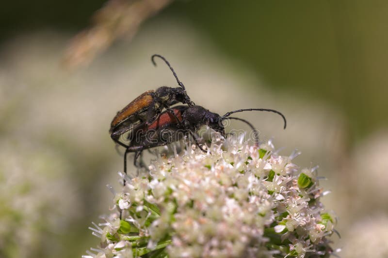 Two beetle stock image. Image of floral, insect, summer - 28698557