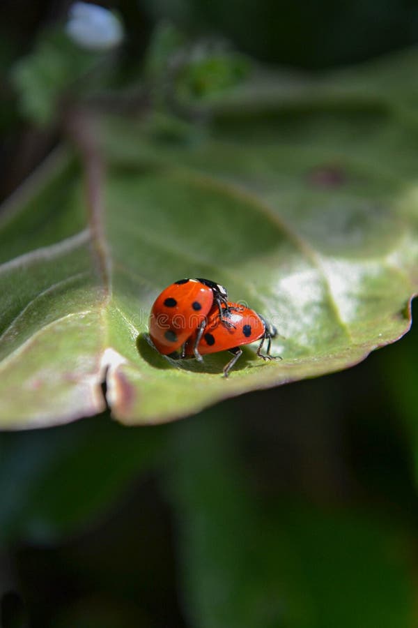 Two Beetle Ladybug Copulate on the Edge of a Green Leaf, Two Red ...