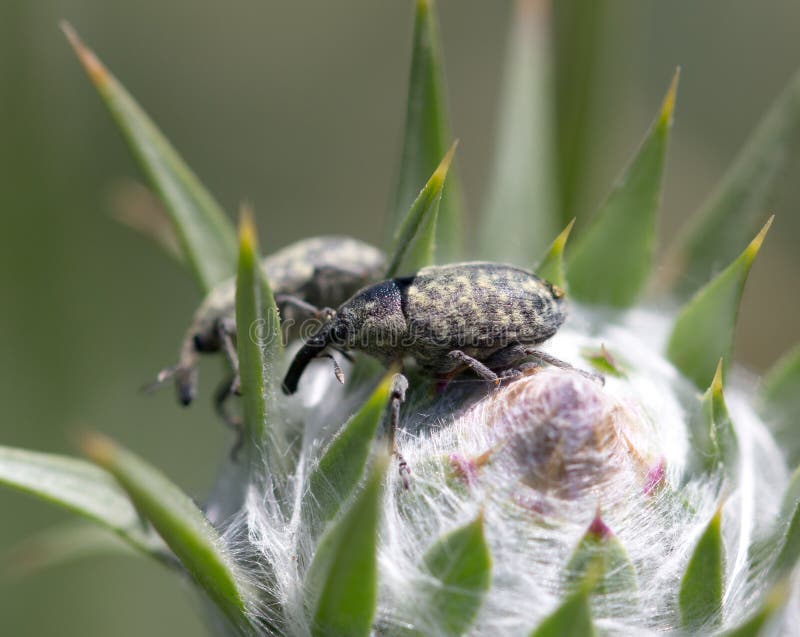 Two Beetles in Nature. Macro Stock Photo - Image of outdoors, search ...