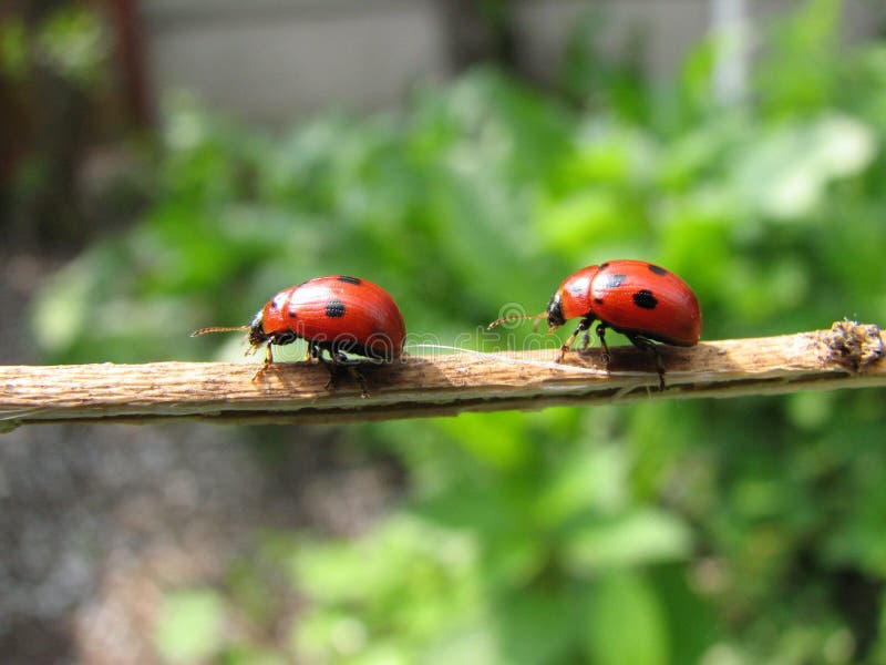 Two Bugs One after the Other Stock Image - Image of animal, insect ...