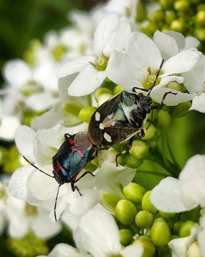 Two Beetles are Sitting on a Blossoming Apple Tree. Stock Photo - Image ...