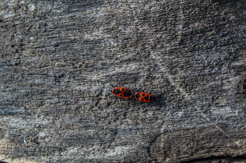 Two beetles on a tree stock photo. Image of wood, geology - 270897340