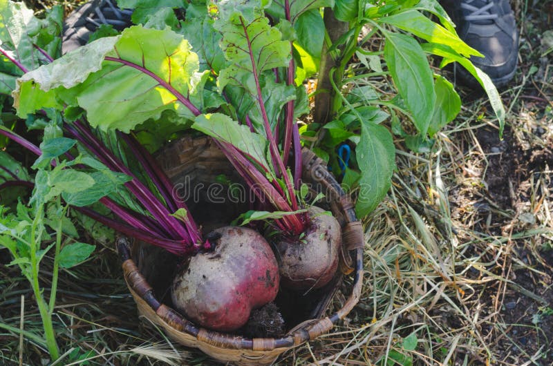 Two Beets in a Basket in the Orchard. Stock Image - Image of ...