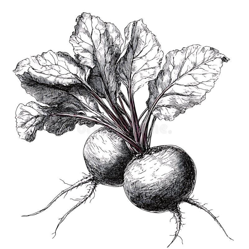 Two Beets with Leafy Greens, Hand-drawn Illustration Ink Sketch Stock ...