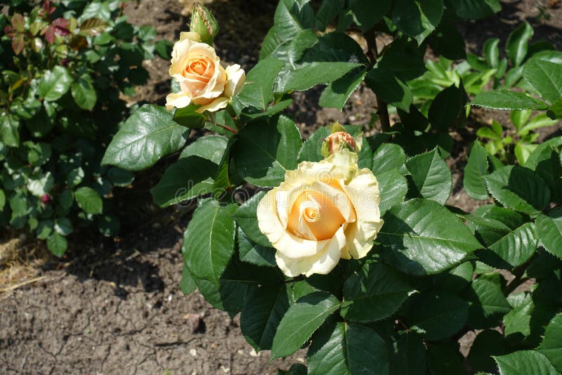 Two beige flowers of roses stock image. Image of nature - 210870837