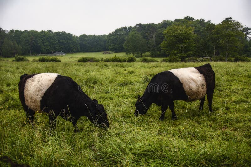 233 Belted Cows Stock Photos - Free & Royalty-Free Stock Photos from ...
