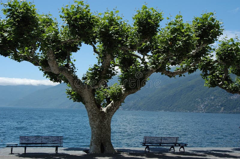 Two benches stock photo. Image of tree, maggiore, lake - 232240
