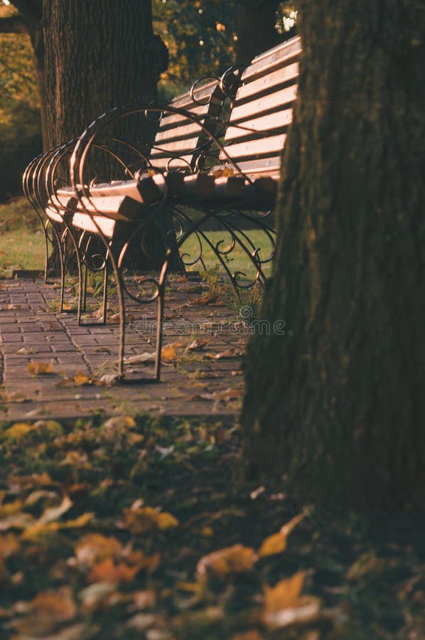 Two Benches in Autumn Park during Sunset Stock Photo - Image of dusk ...