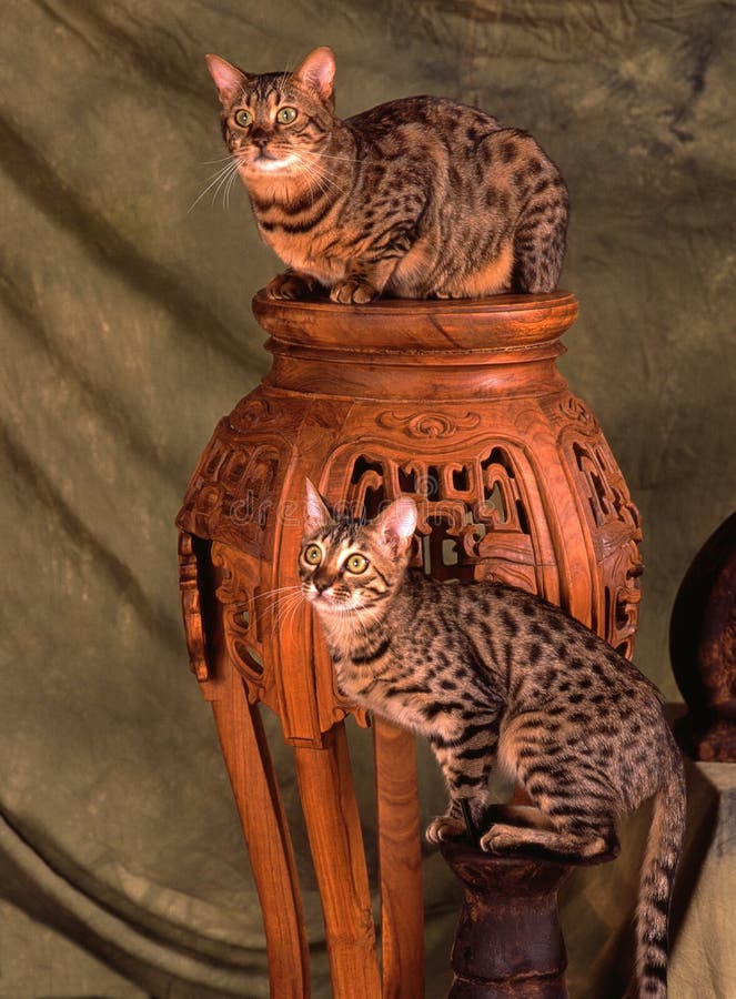 Two bengal cats stock image. Image of feline, kitty, purebreed - 37401307