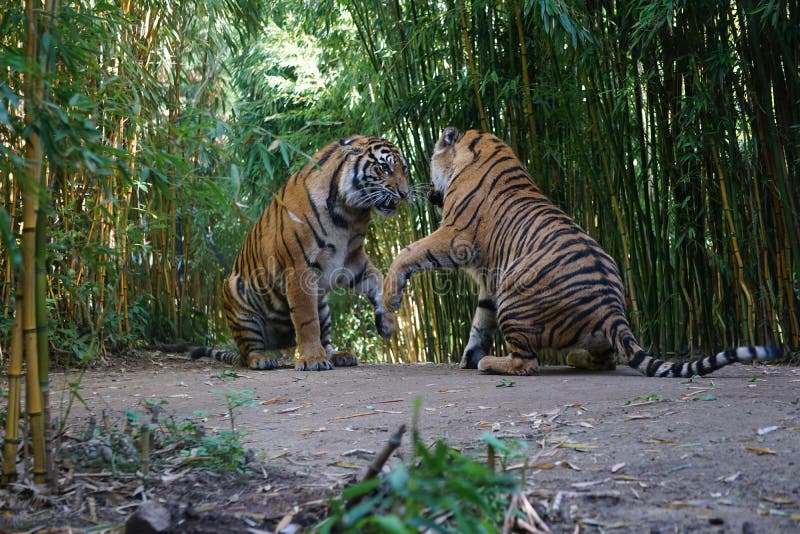 Two Bengal Tigers Surrounded by Green Vegetation. Stock Photo - Image ...