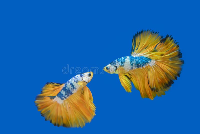 Two Betta Fish on a Blue Background Stock Photo - Image of fish ...