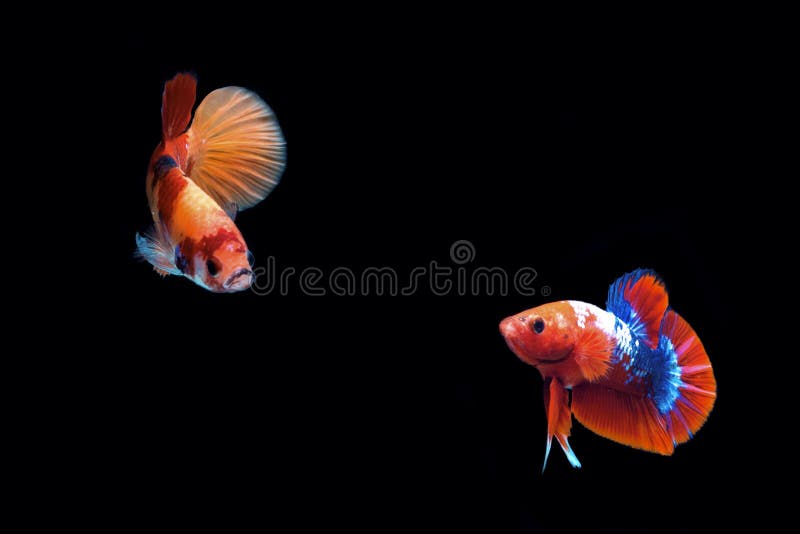 Two Betta Fish Fighting on Black Background Stock Photo - Image of wing ...