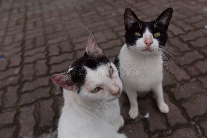 Bicolor Cats on Brick Ground Stock Image - Image of look, cute: 202092881