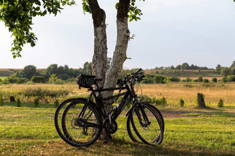 Two Bicycles Parked Under the Tree in a Green Grassy Meadow Editorial ...