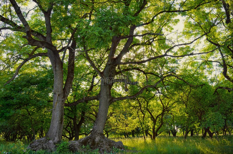 Two Big Ash Trees in the Forest in Summer Stock Photo - Image of trees ...