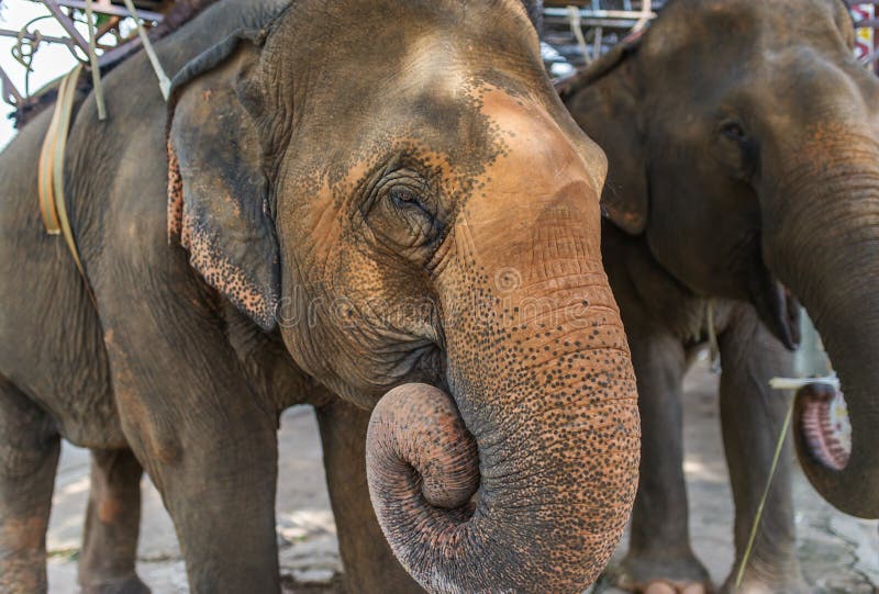 Two Big Asian Elephants Eat. Stock Photo - Image of mammals, wild: 75752242