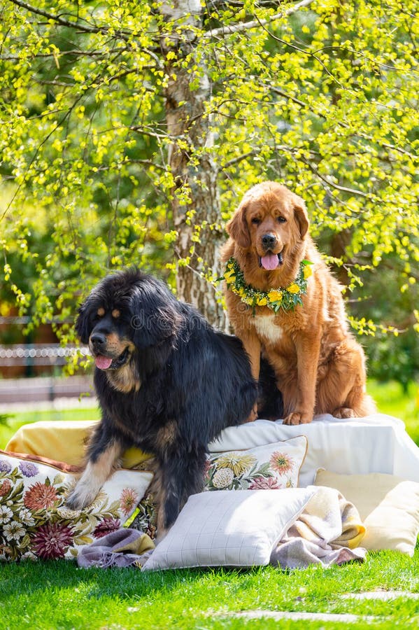 Two Big Beautiful Dogs are Sitting Under a Tree Stock Photo - Image of ...