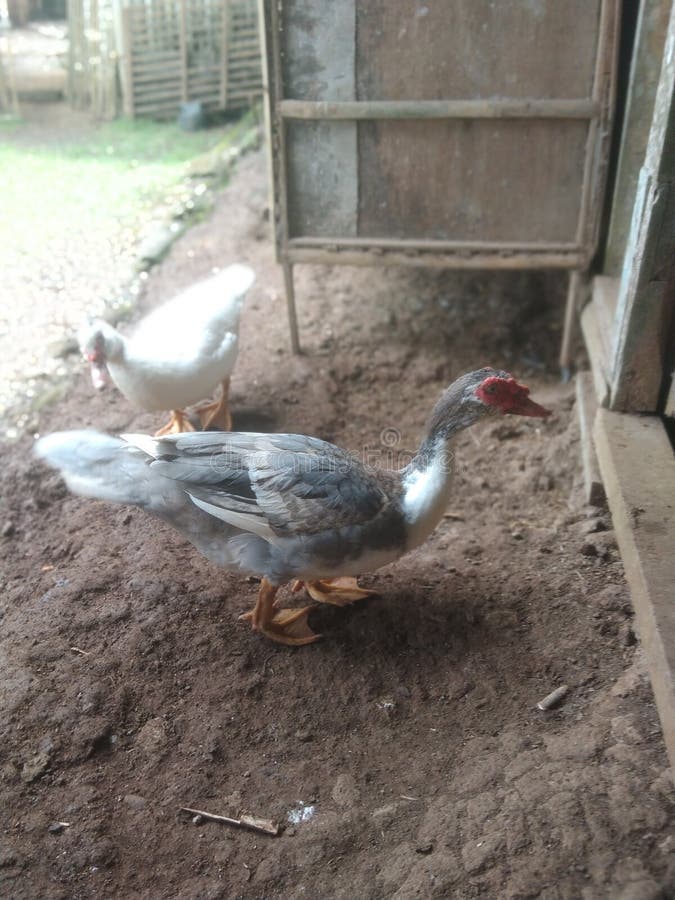 Two Big Beautiful Ducklings Stock Image - Image of ducks, ducklings ...