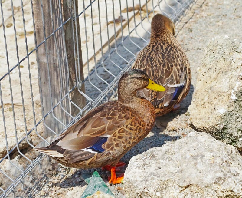Big beautiful ducks in zoo editorial stock image. Image of mallard ...