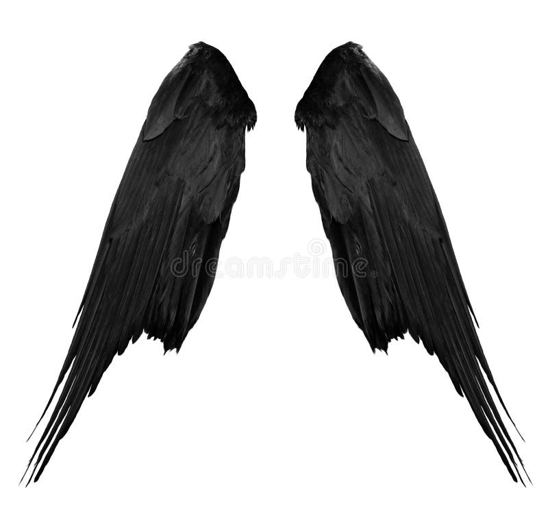 Two Big Black Raven Wings with Big Feathers Isolated on White ...