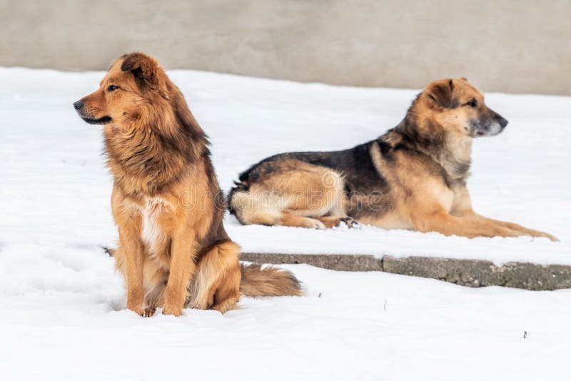 Two Big Brown Dogs in the Snow in Winter Stock Photo - Image of ...