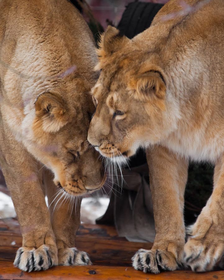 Two Lioness Girlfriends Communicate with Each Other, they Caress and ...