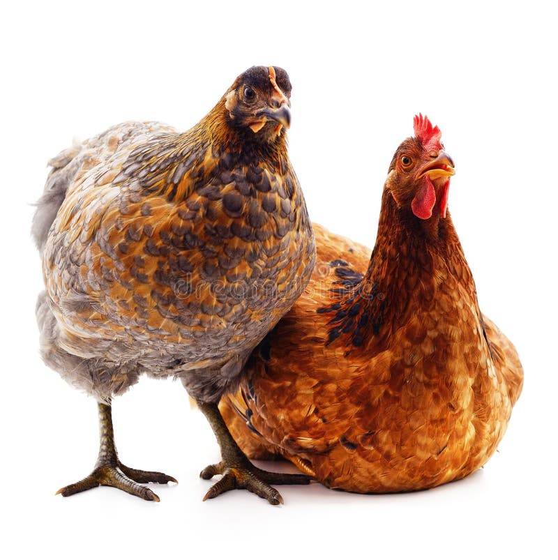 1,160 Big Chickens Stock Photos - Free & Royalty-Free Stock Photos from ...
