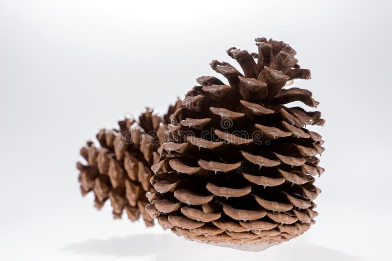 Big Set of Cones Various Coniferous Trees on White. Stock Photo - Image ...