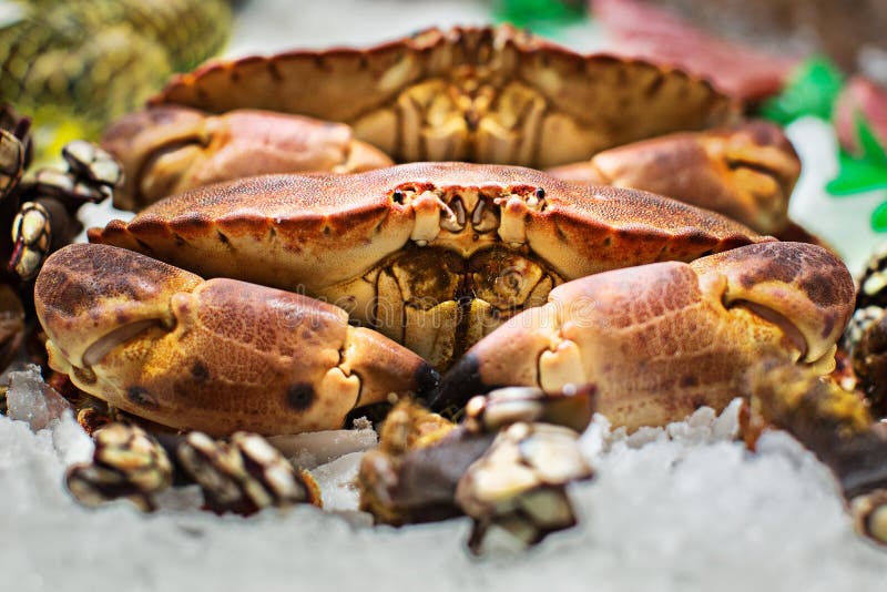 Two Big Crabs and Barnacles on Ice Stock Photo - Image of nutrition ...