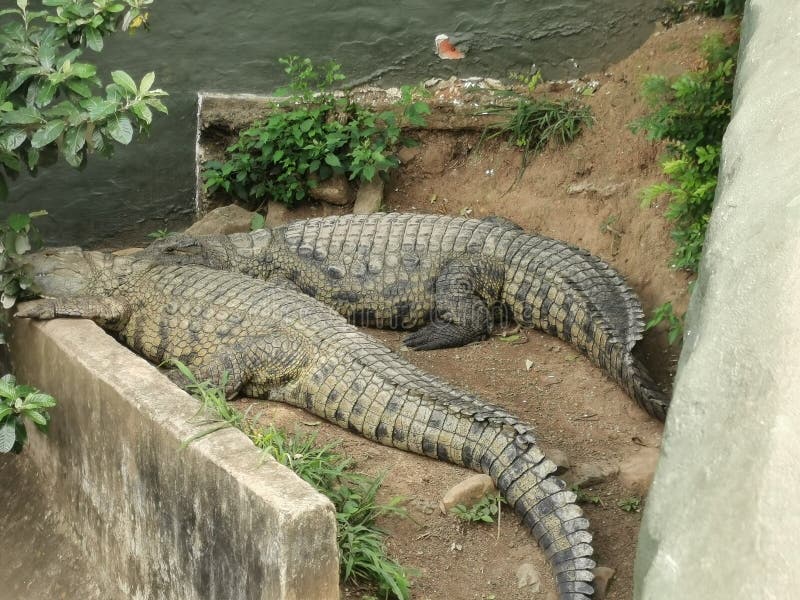 Two Big Crocs stock photo. Image of reptile, crocodile - 178170262
