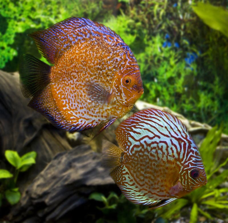 Aquarium - Tropical Discus Fish Stock Photo - Image of gills, aqua ...