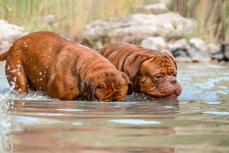 Two Big Dogs, Bordeaux Great Danes Playing in the Water Stock Photo ...