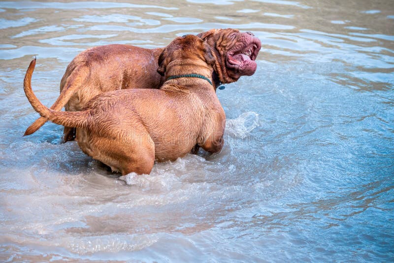 Two Big Dogs, Bordeaux Great Danes Playing in the Water Stock Image ...
