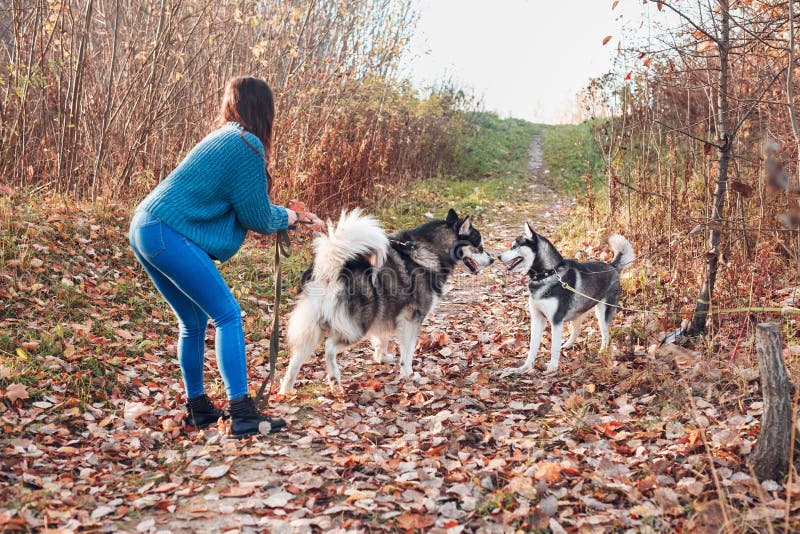 Two Big Dogs on a Walk Get To Know Each Other Stock Photo - Image of ...