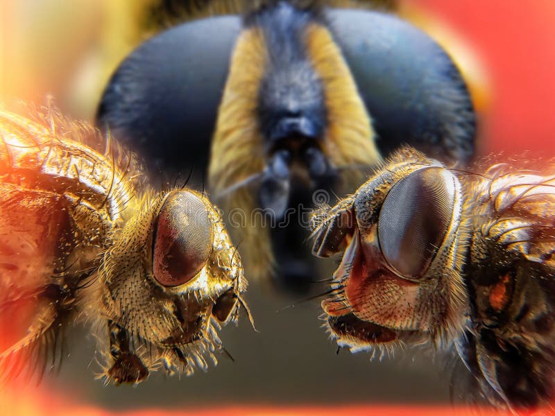 Fight flies in the house. stock image. Image of boot - 162357787