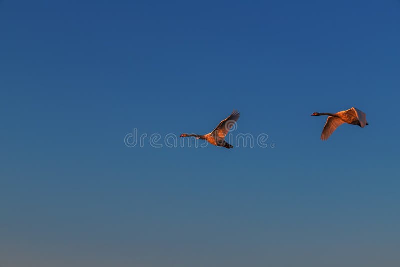 Two Big Geese Flying in the Sky at Sunset Stock Photo - Image of geese ...