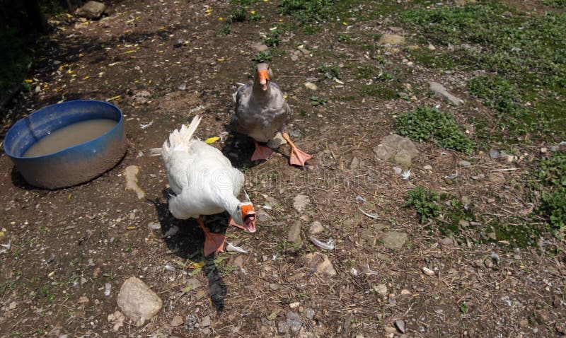Two Big Geese in the Yard of the Farm Stock Photo - Image of rural ...