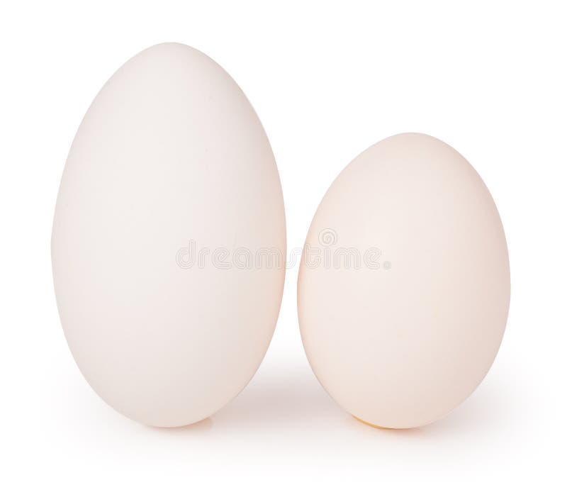 Two Big Goose Eggs Isolated White Background Stock Photos - Free ...