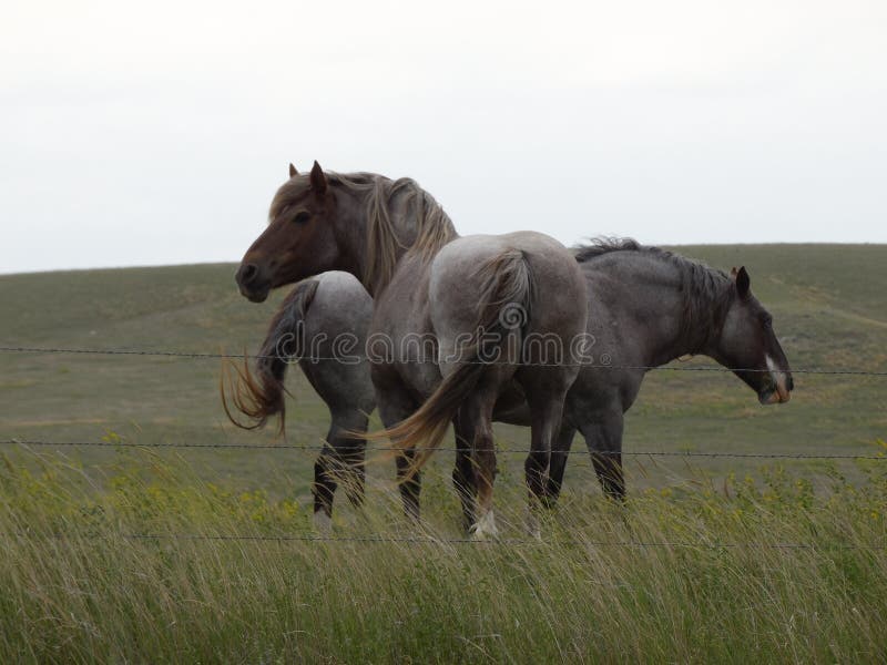 Two big gray draft horses stock image. Image of montana - 53400555