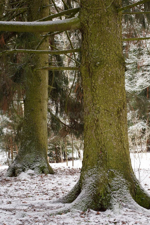 Two Big Spruce Trees in the Forest in Winter Stock Photo - Image of ...