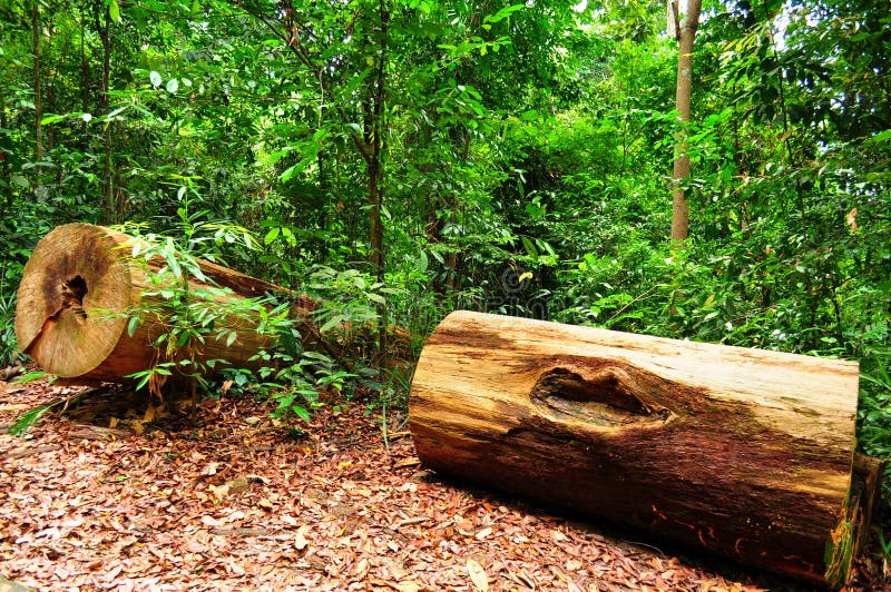 Two Big Logs of Wood in the Forest Stock Photo - Image of greenery ...