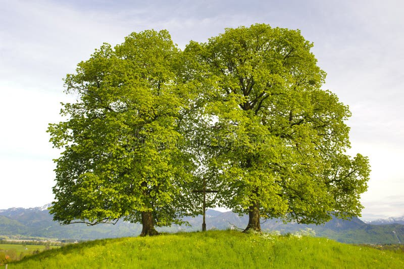 Two Big Old Trees in Bavaria Stock Image - Image of idyllic, linden ...