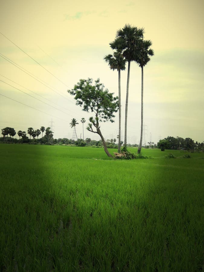 Two Big One Different Short Stock Photo - Image of short, green: 73502206